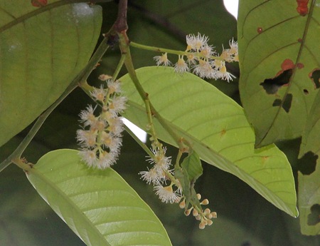Urban Forest: Flowers and Fruits at MacRitchie